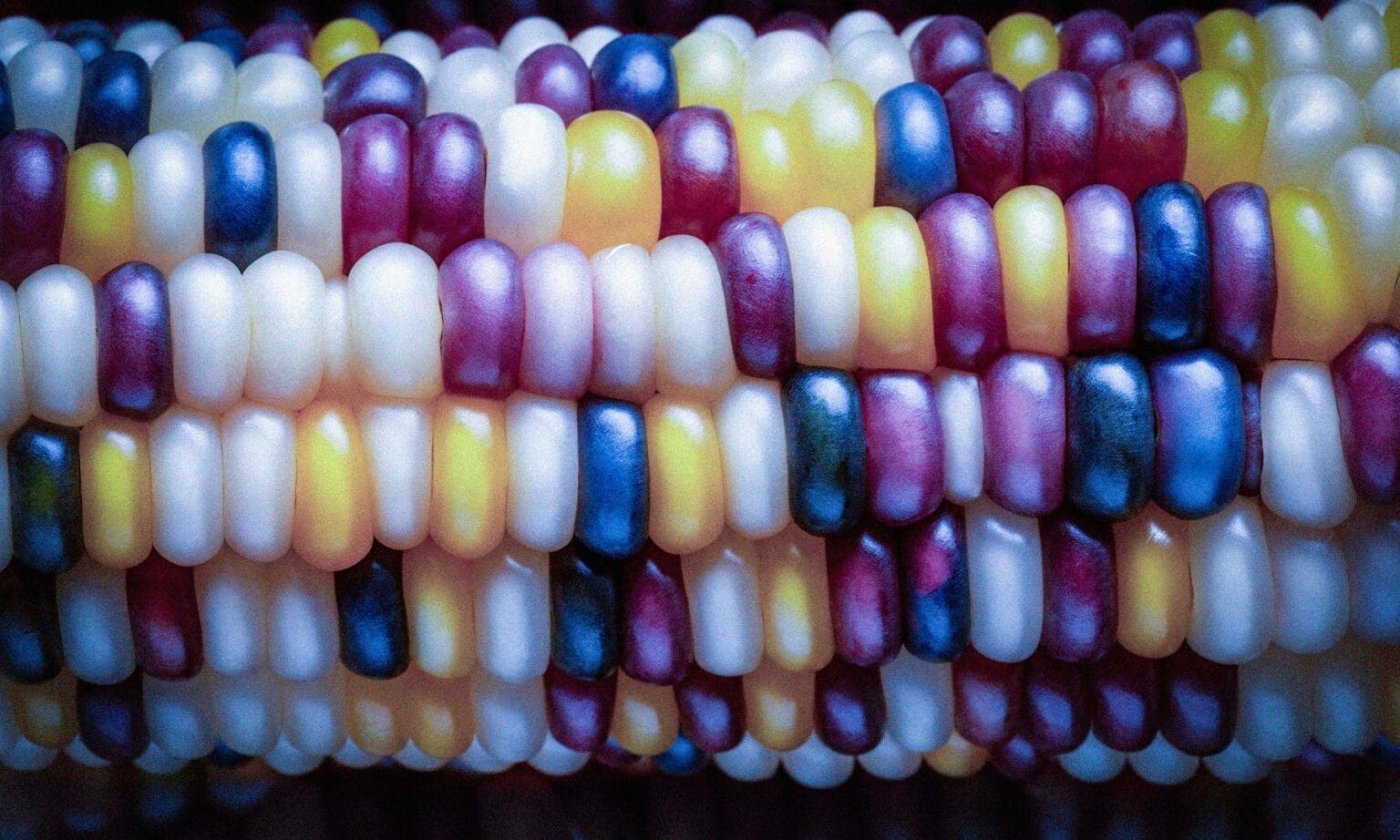 Genetically modified corn trade fight heats up in Mexico | CCPA
